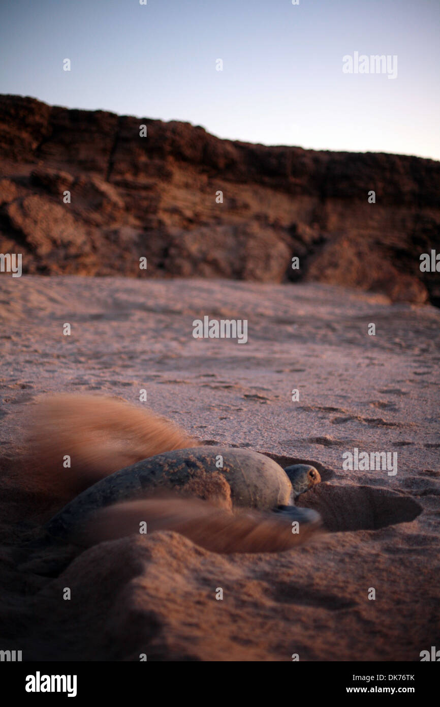 turtle digging a nest at night on the beach at the Ras al Jinz Turtle ...