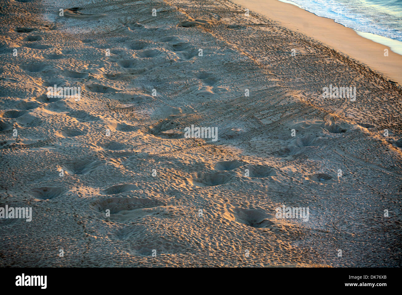 turlte tracks in the sand from nesting at Ras al Jinz Turtle Reserve ...