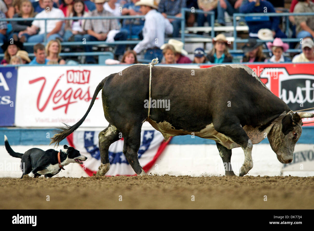 Cowboy with border collie hi-res stock photography and images - Alamy
