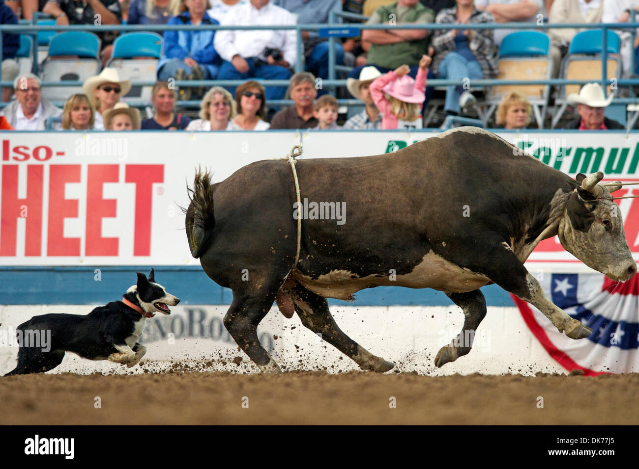 Cowboy with border collie hi-res stock photography and images - Alamy