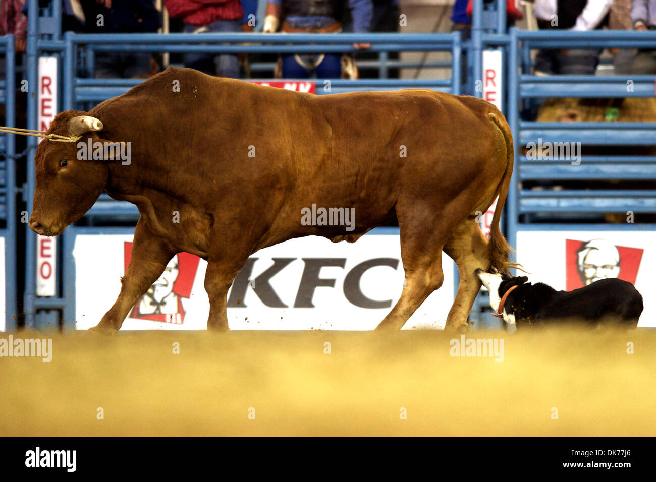 Cowboy with border collie hi-res stock photography and images - Alamy