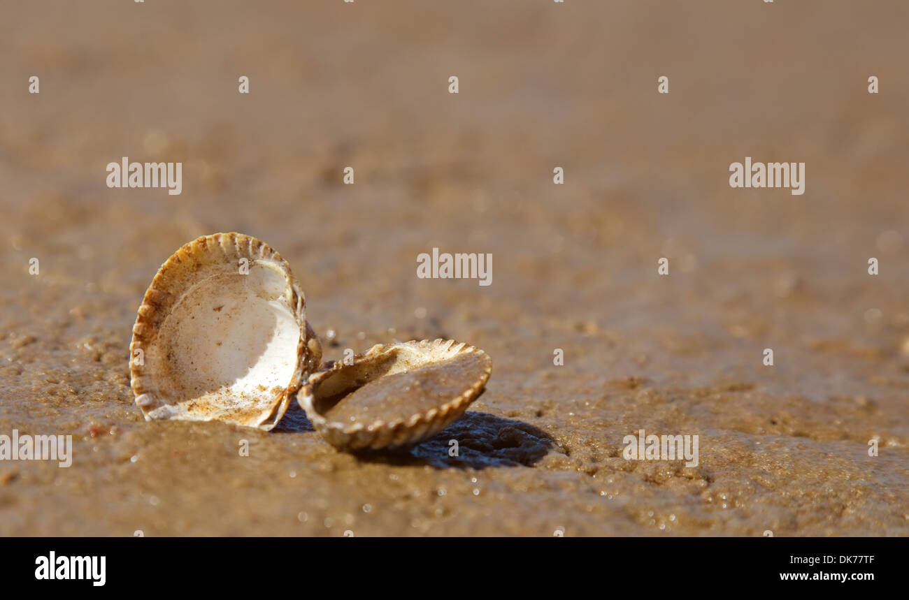 sea shell on the beach Stock Photo - Alamy