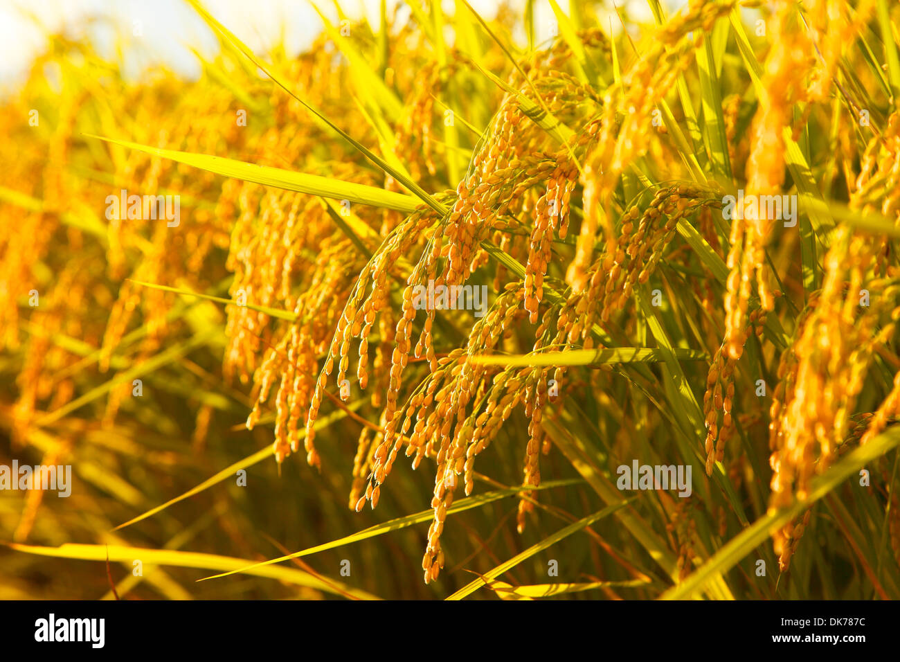 Ears of rice hi-res stock photography and images - Alamy