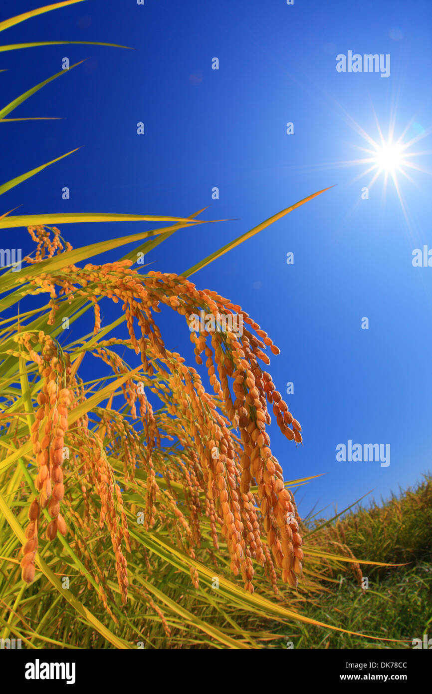 Rice plant sunlight hi-res stock photography and images - Alamy