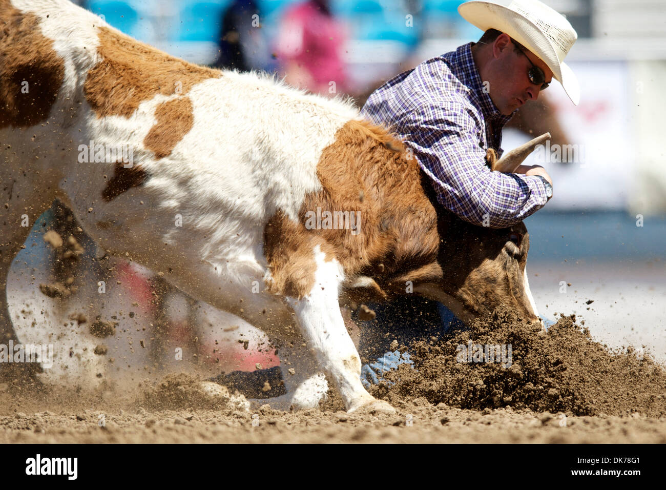 June 17, 2011 - Reno, Nevada, U.S - Jason Miller of Lance Creek, WY ...