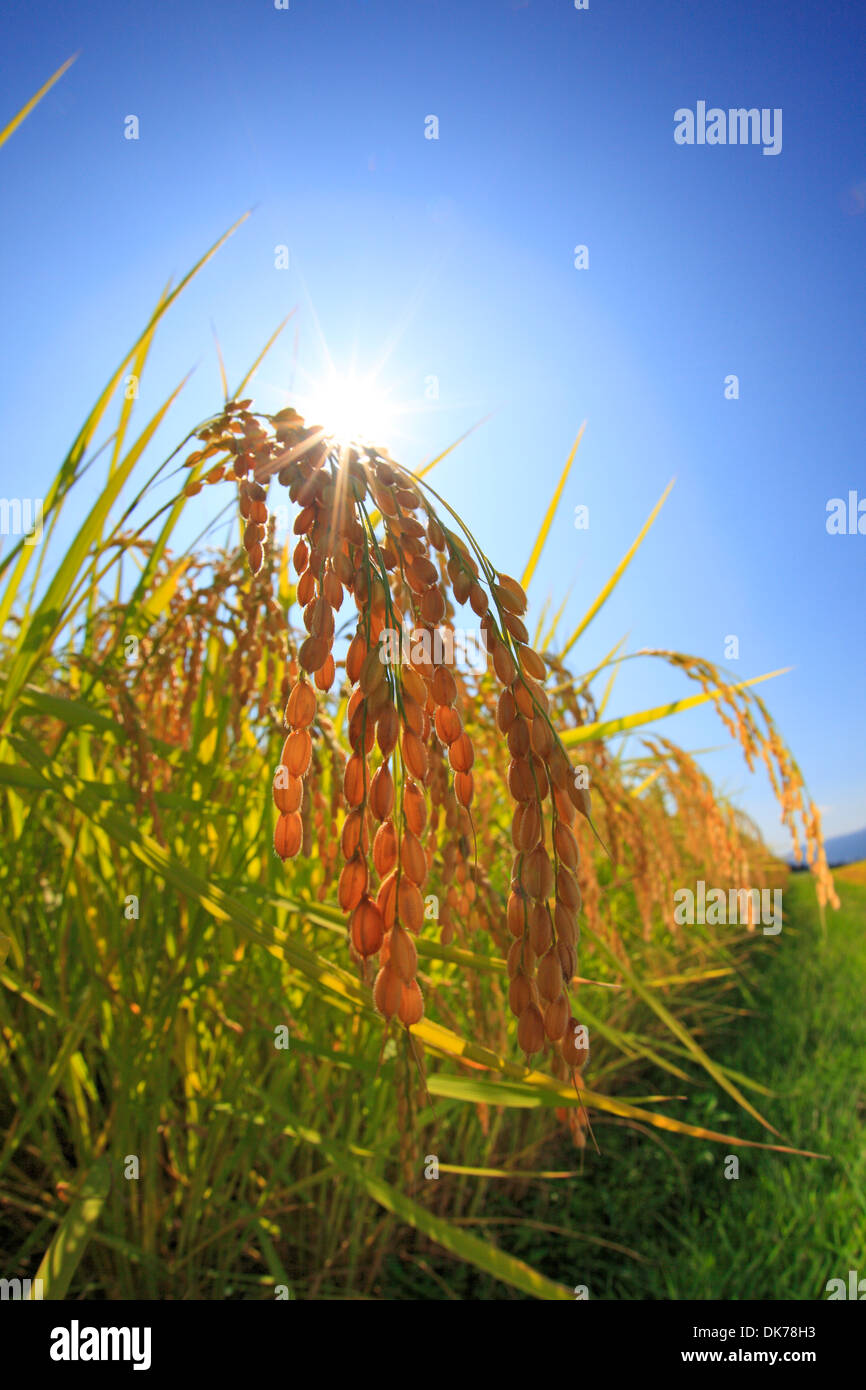 Rice plant sunlight hi-res stock photography and images - Alamy