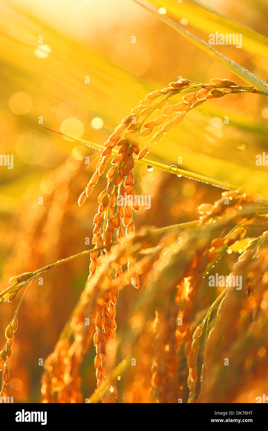 Gold rice hi-res stock photography and images - Alamy