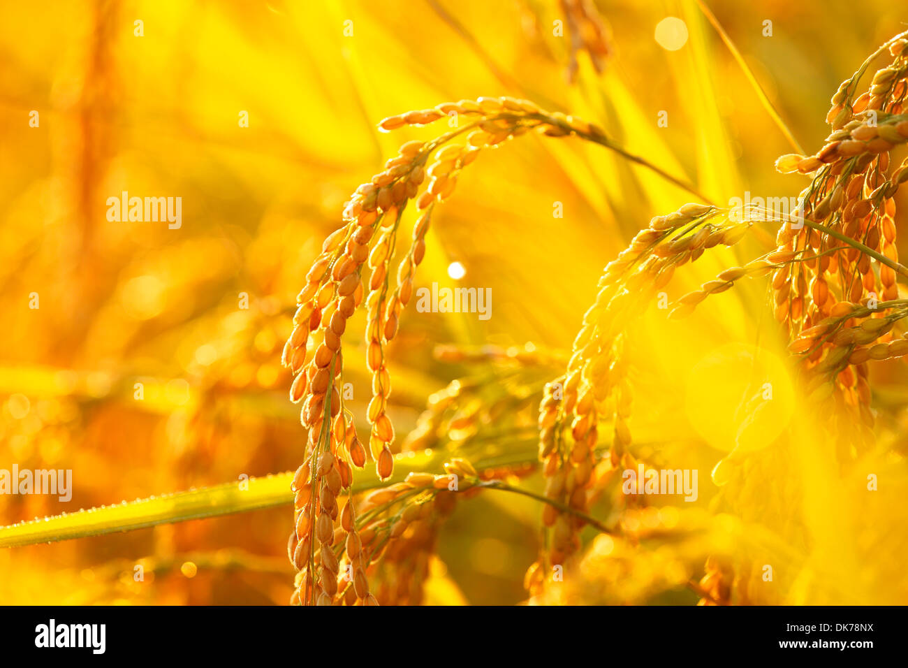 Rice stem hi-res stock photography and images - Alamy