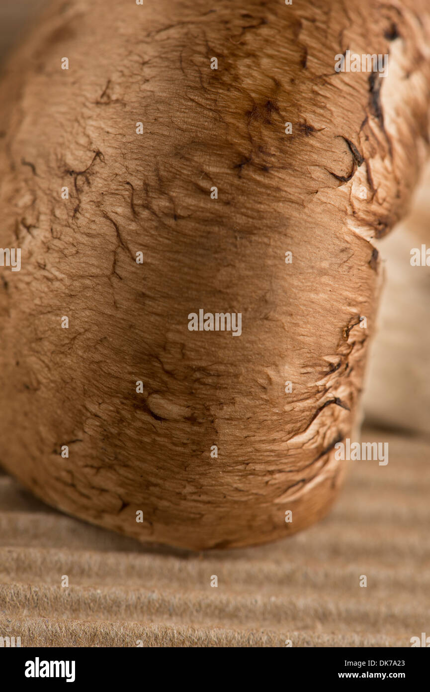 Mushroom texture hi-res stock photography and images - Alamy