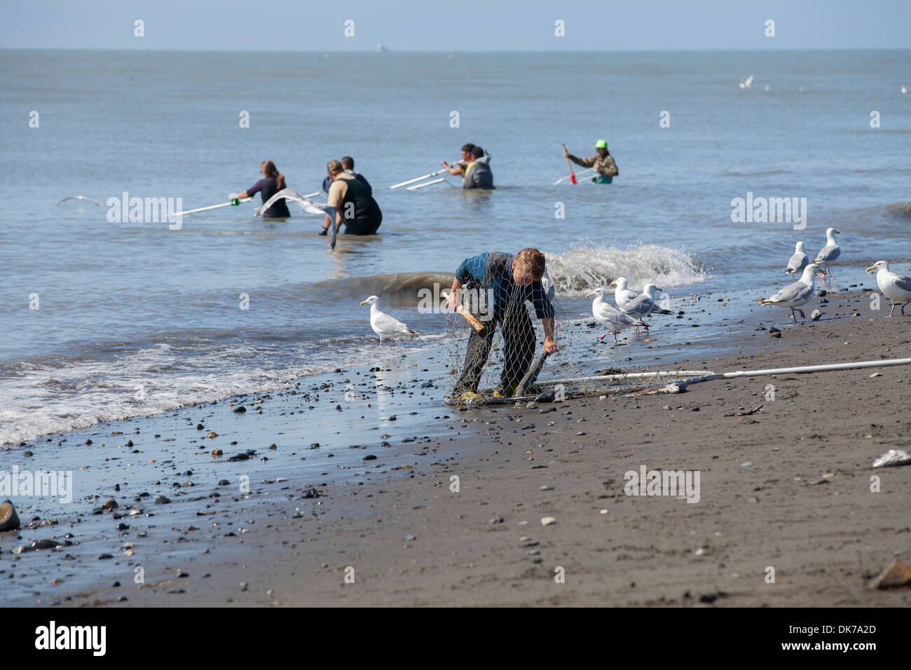 Man clubbing fish kenai beach hi-res stock photography and images - Alamy