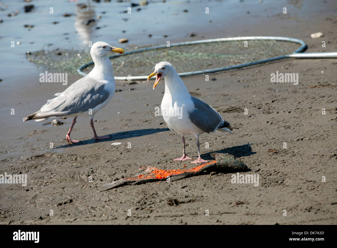 Alaska seagull hi-res stock photography and images - Alamy
