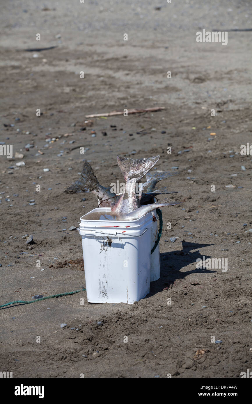 Bucket of fish hi-res stock photography and images - Alamy