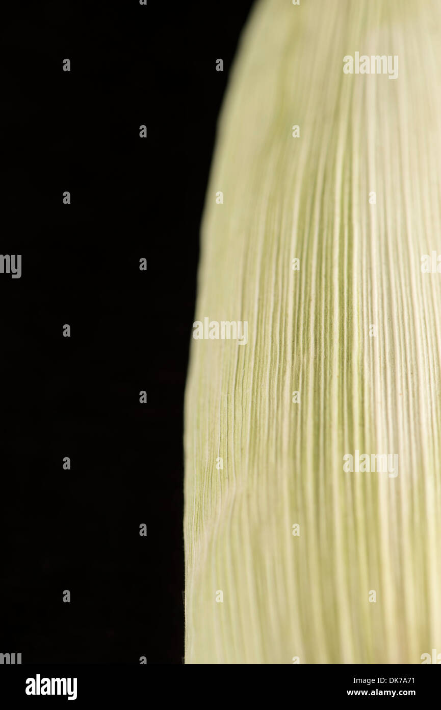 Husk of corn hi-res stock photography and images - Alamy