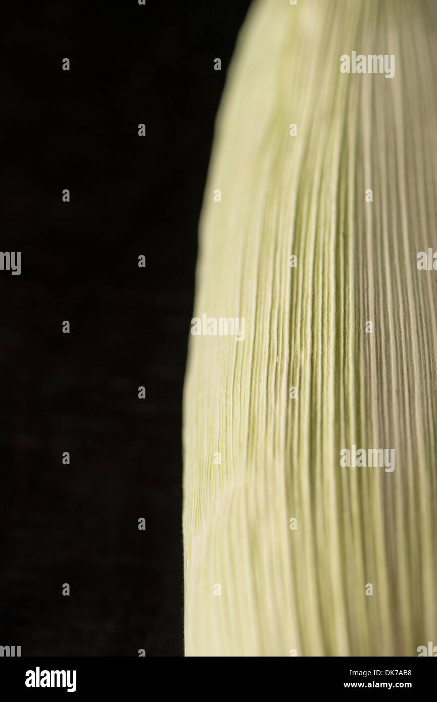 Husk of corn hi-res stock photography and images - Alamy