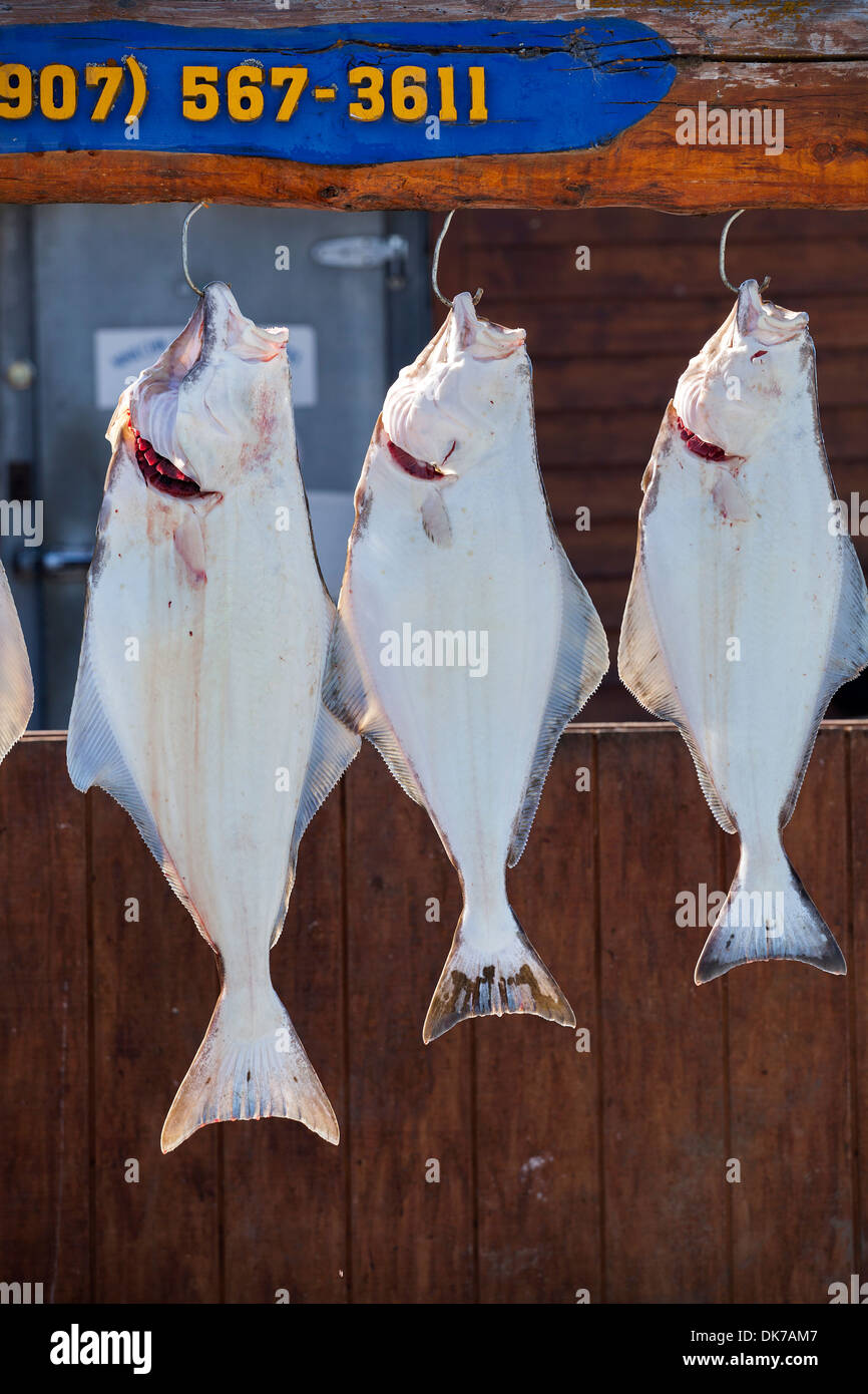 Fish hanging, Kenai, Alaska, USA Stock Photo - Alamy