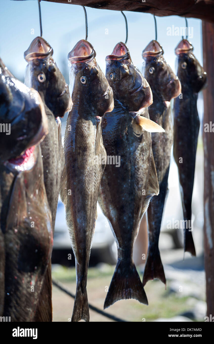 Fish hanging, Kenai, Alaska, USA Stock Photo - Alamy