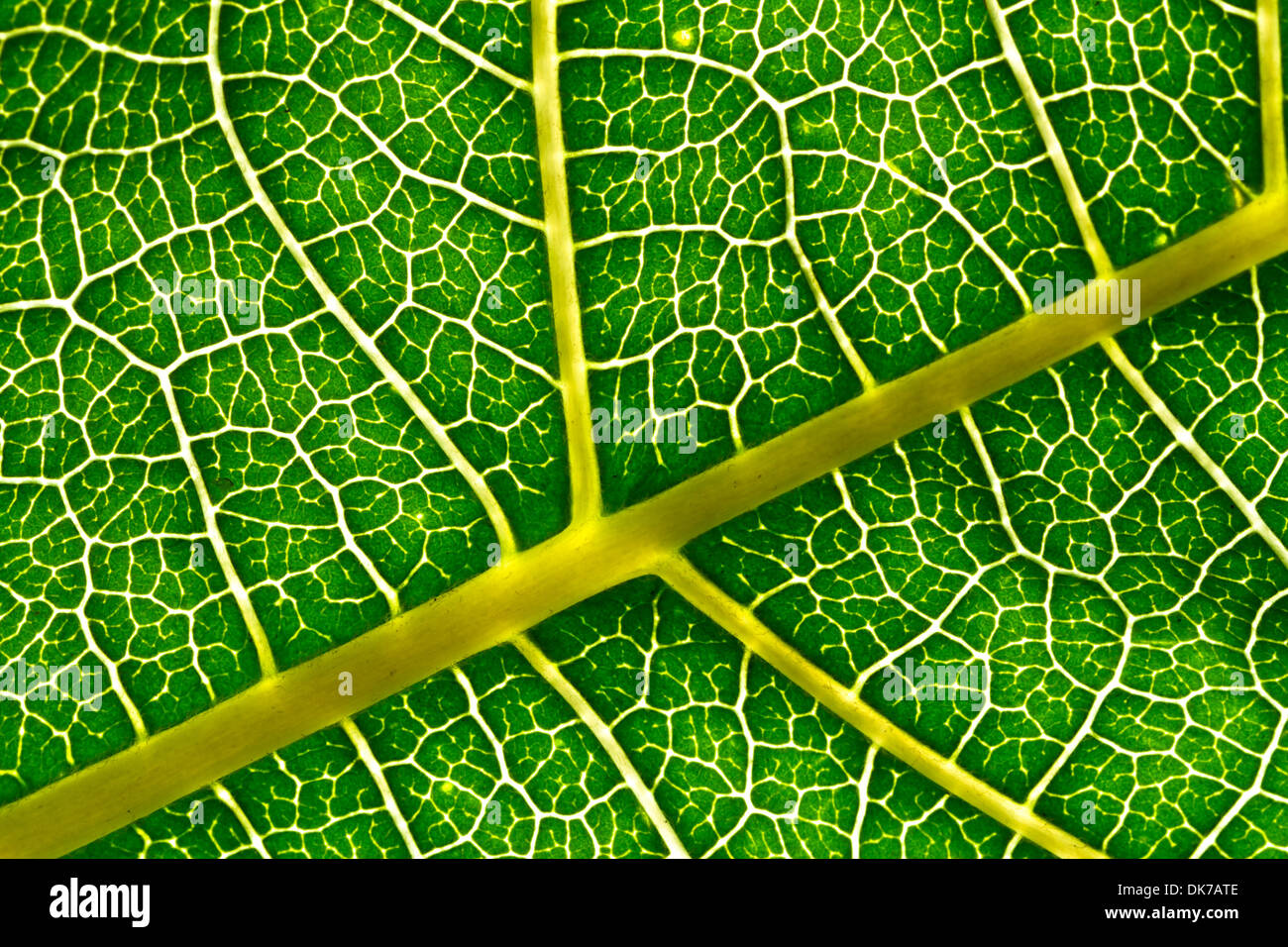 Back lighting veins hi-res stock photography and images - Alamy