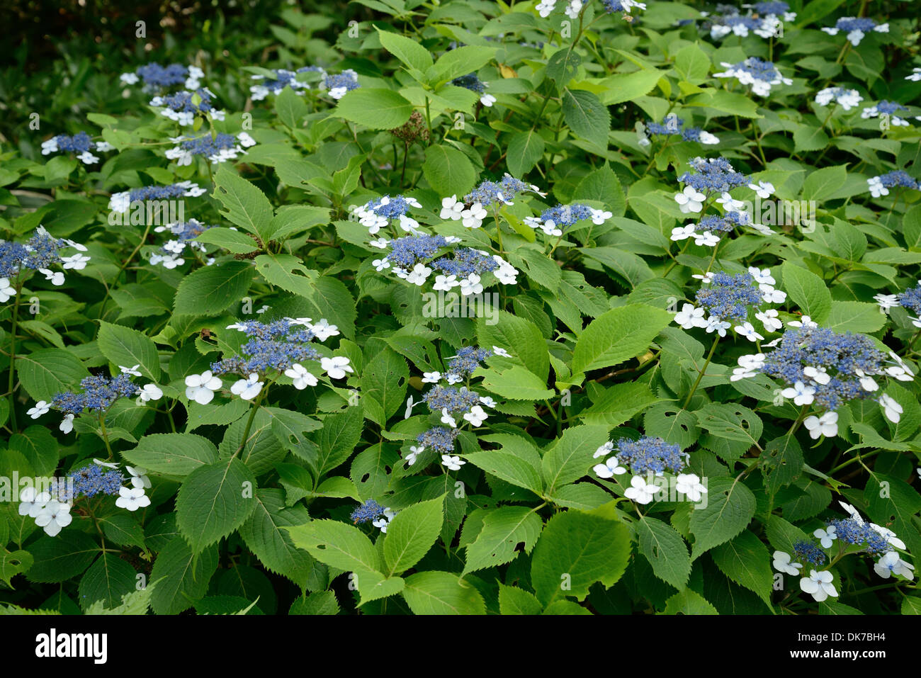 Hydrangea hydrangea flower hydrangea hi-res stock photography and ...