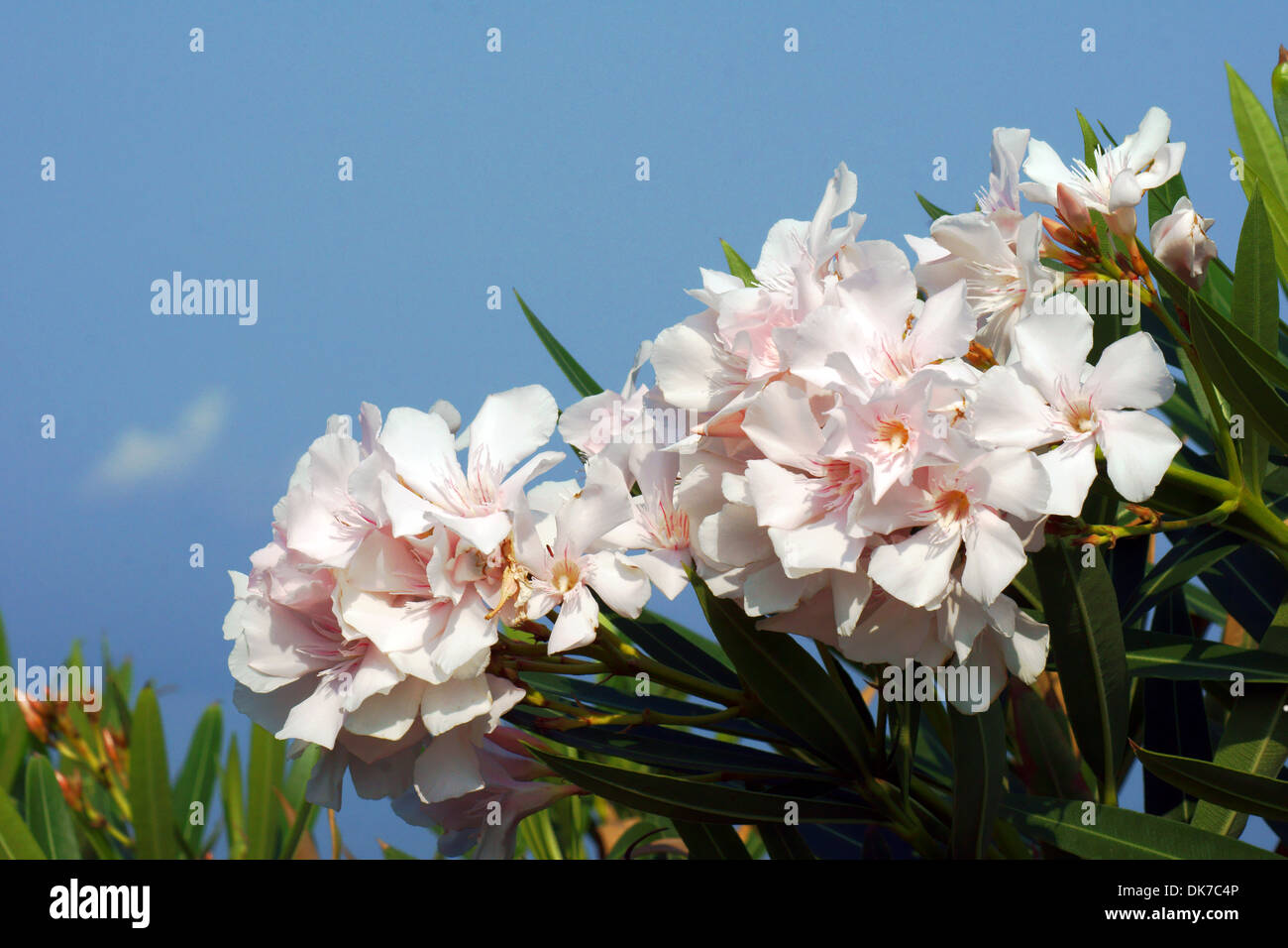 white flowers of nerium oleander, Greece Stock Photo - Alamy