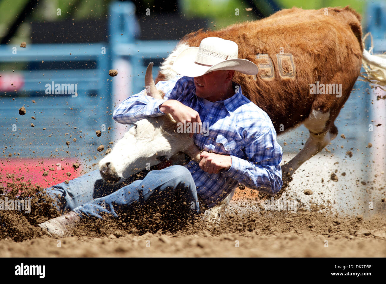 June 20, 2011 - Reno, California, U.S. - Steer wrestler Wyatt Kinghorn ...