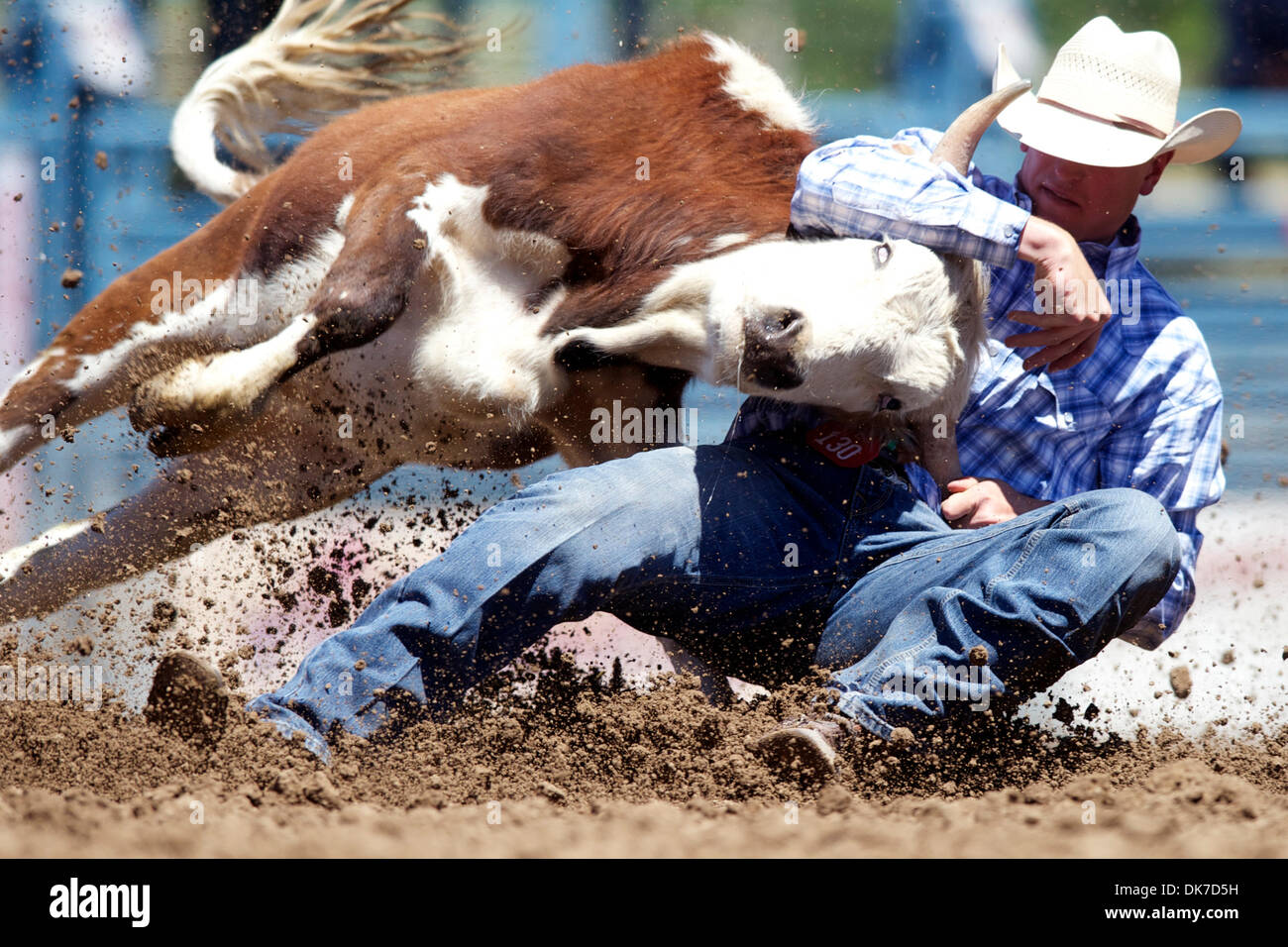 June 20, 2011 - Reno, California, U.S. - Steer wrestler Wyatt Kinghorn ...