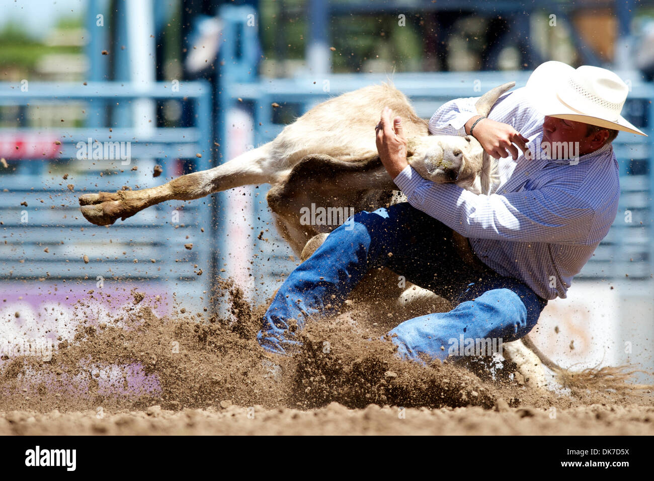 June 20, 2011 - Reno, California, U.S. - Steer wrestler Tom Lewis of ...