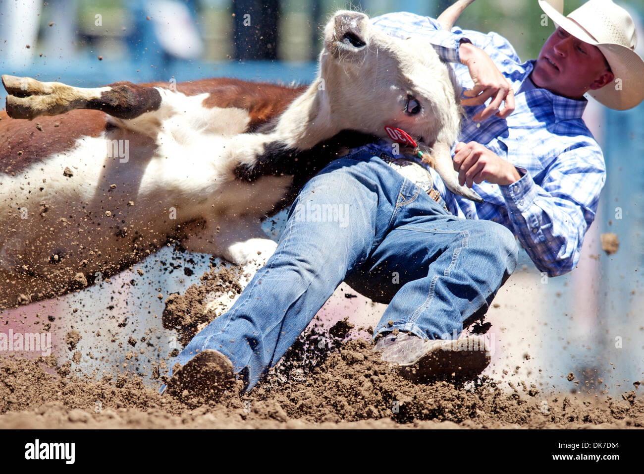 June 20, 2011 - Reno, Nevada, U.S - Steer wrestler Wyatt Kinghorn of ...