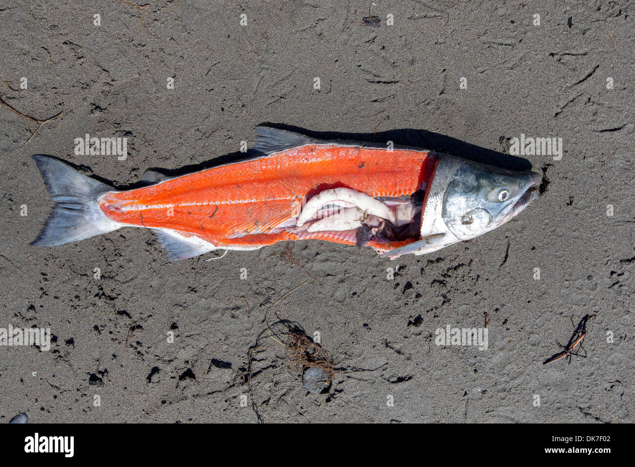 Coal fish fillet hi-res stock photography and images - Alamy
