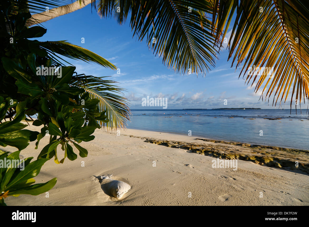 palm trees on a bounty island in the maldives Stock Photo - Alamy
