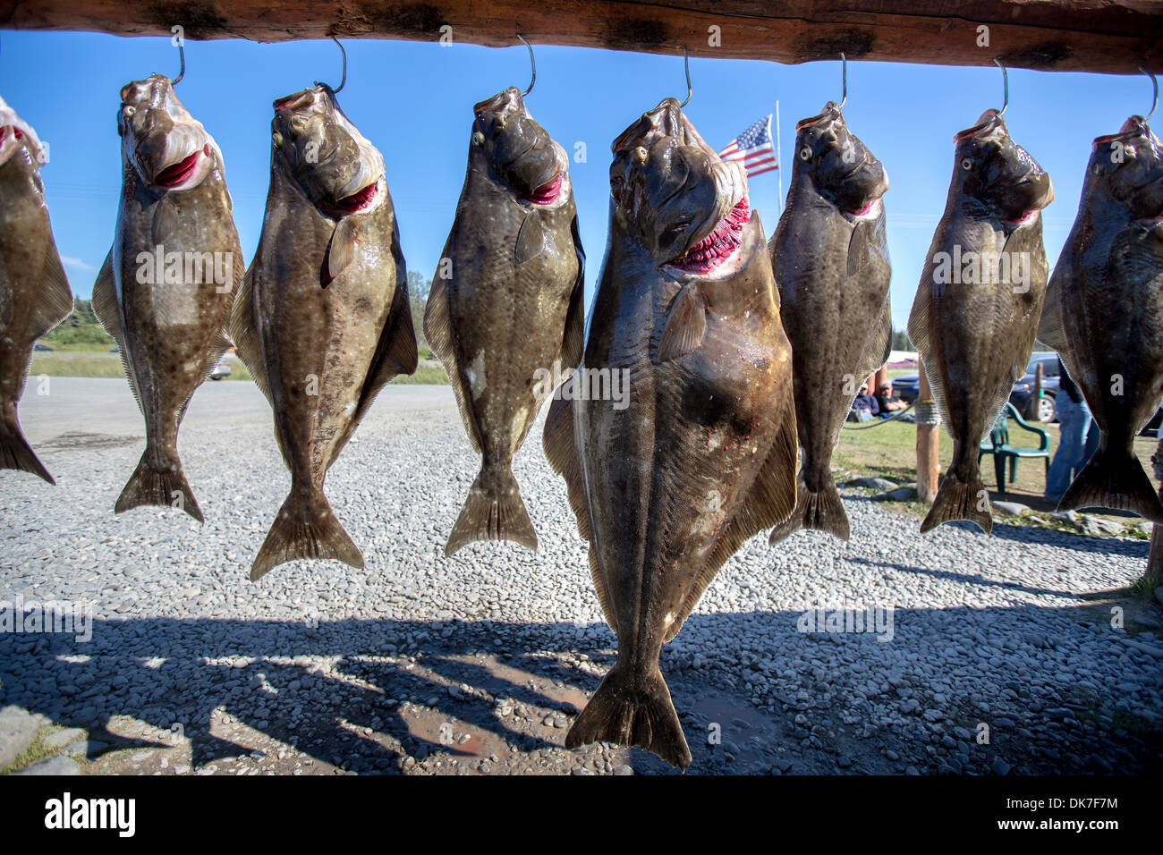 Alaska peninsula fish hi-res stock photography and images - Alamy