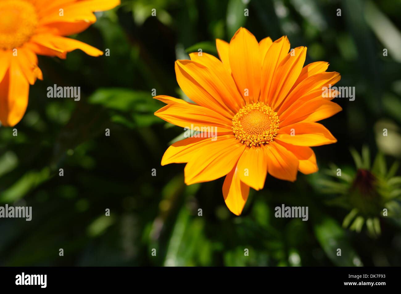 Gazania hi-res stock photography and images - Alamy