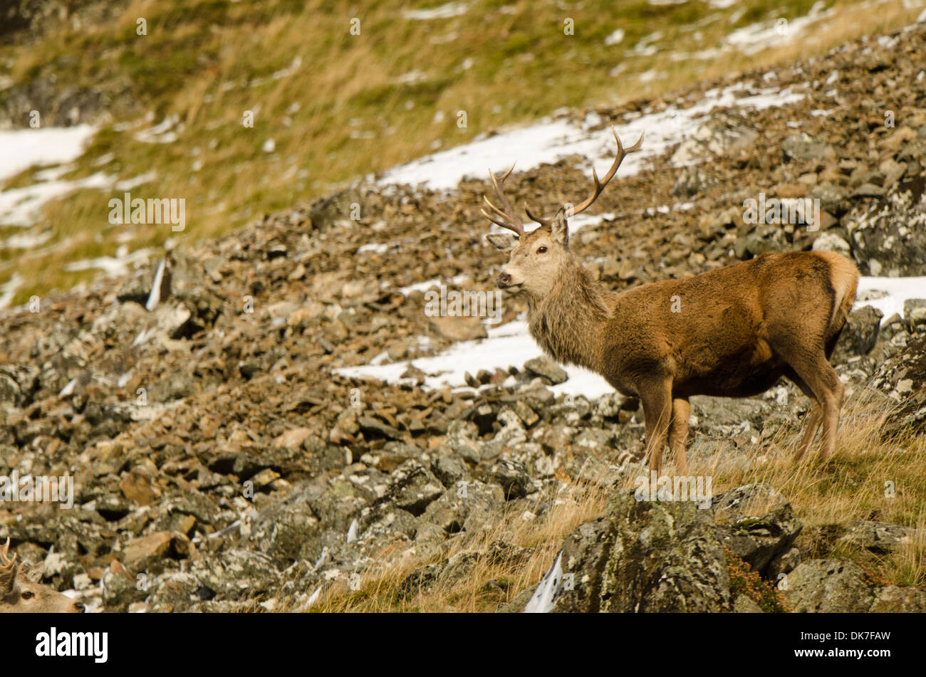 Stag in landscape on side of Glen with snow Stock Photo - Alamy