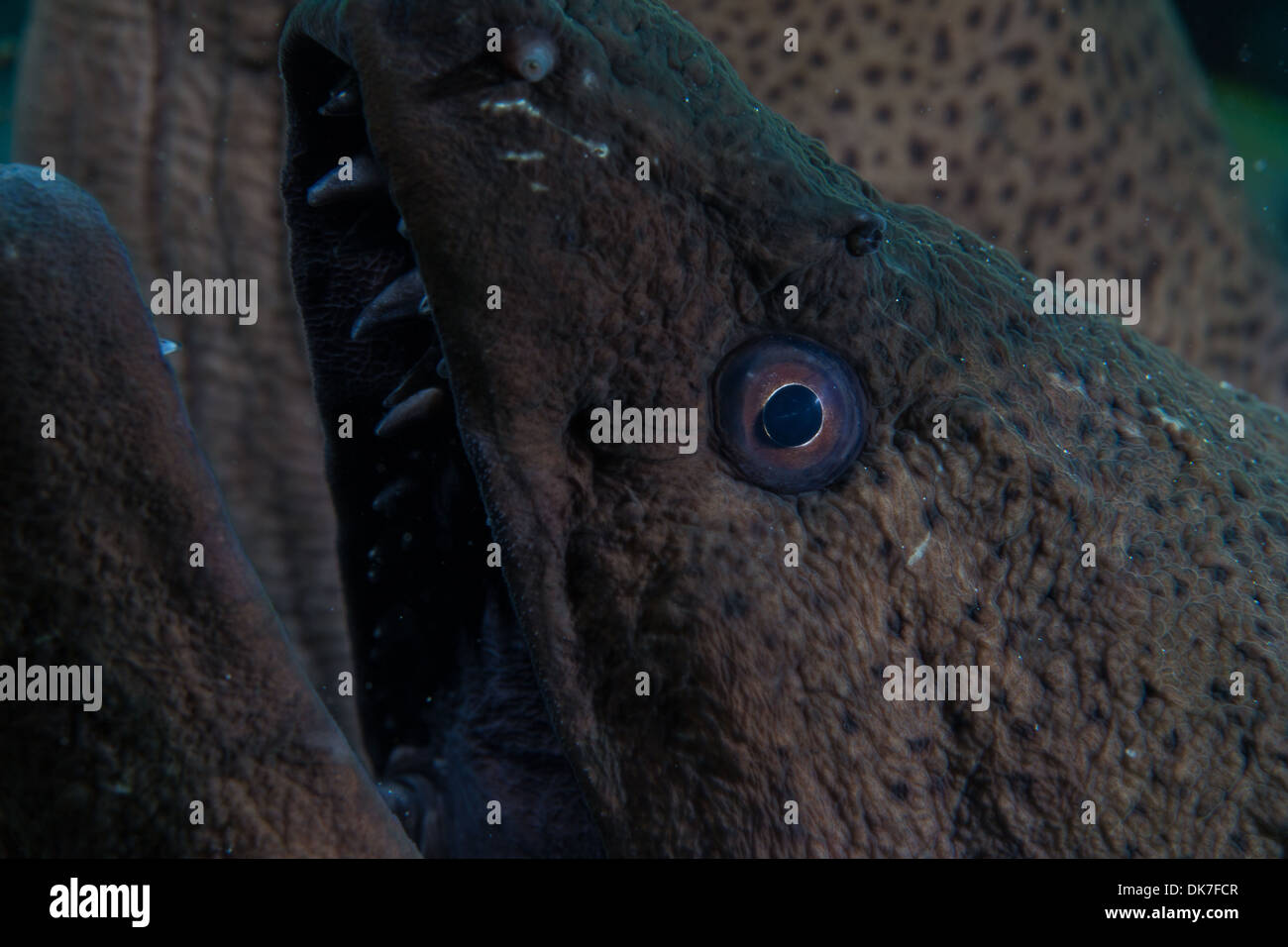Moray eel teeth hi-res stock photography and images - Alamy