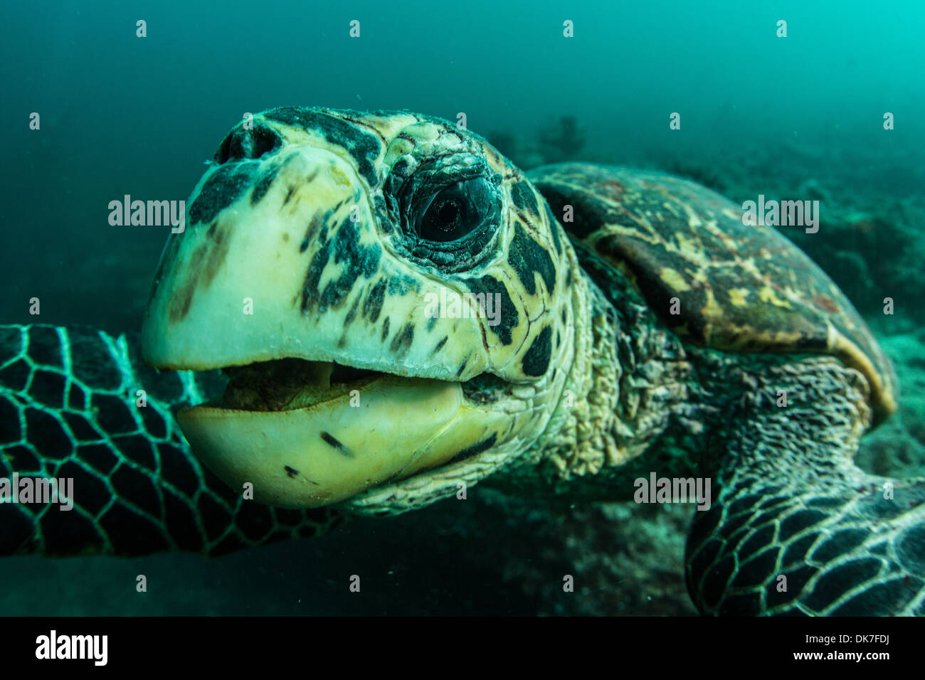 Sea turtle close Stock Photo - Alamy