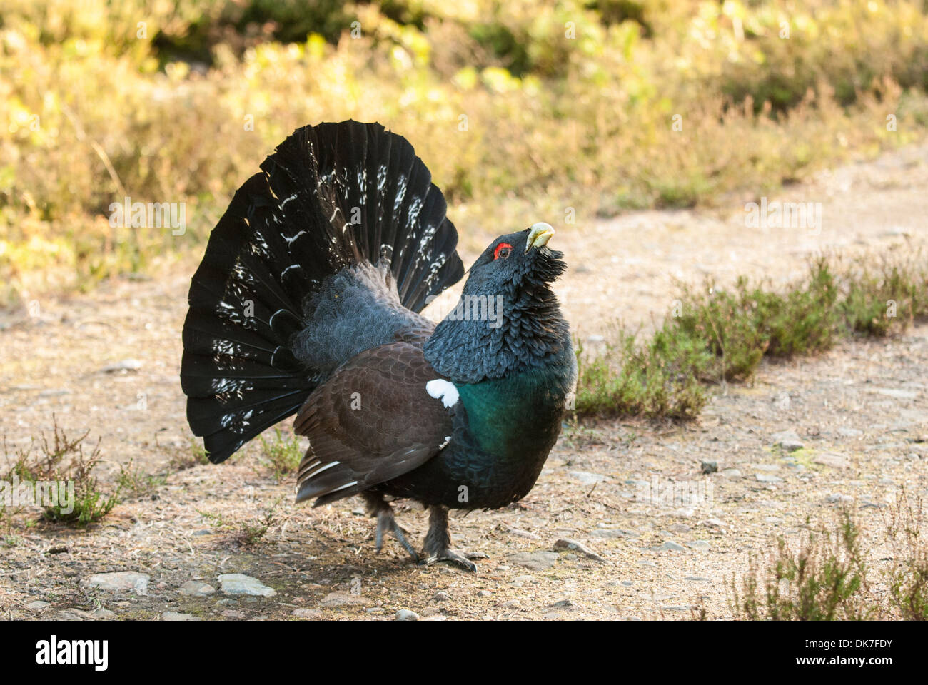 Male bird displaying hi-res stock photography and images - Alamy