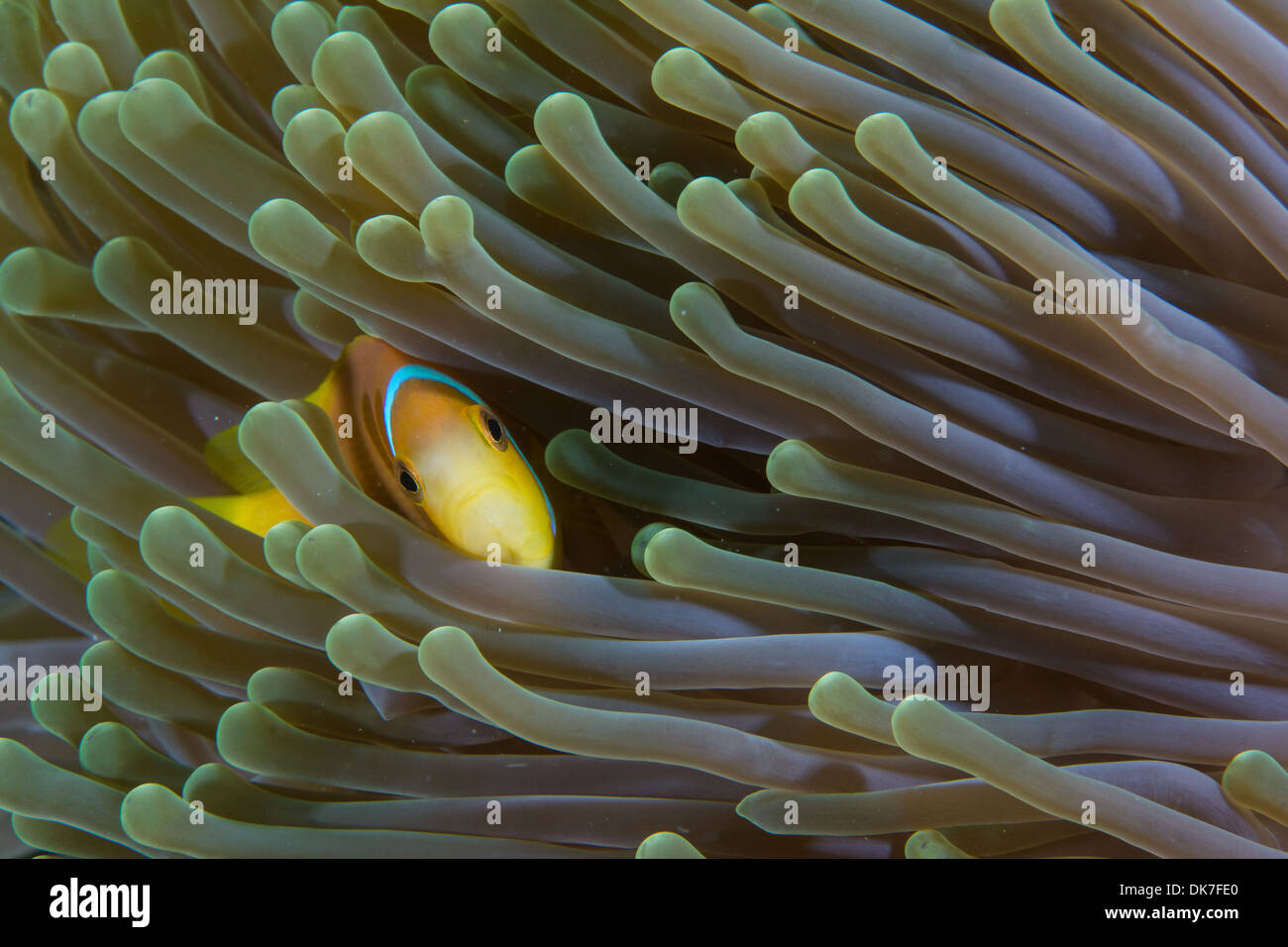 Couples fish hi-res stock photography and images - Alamy