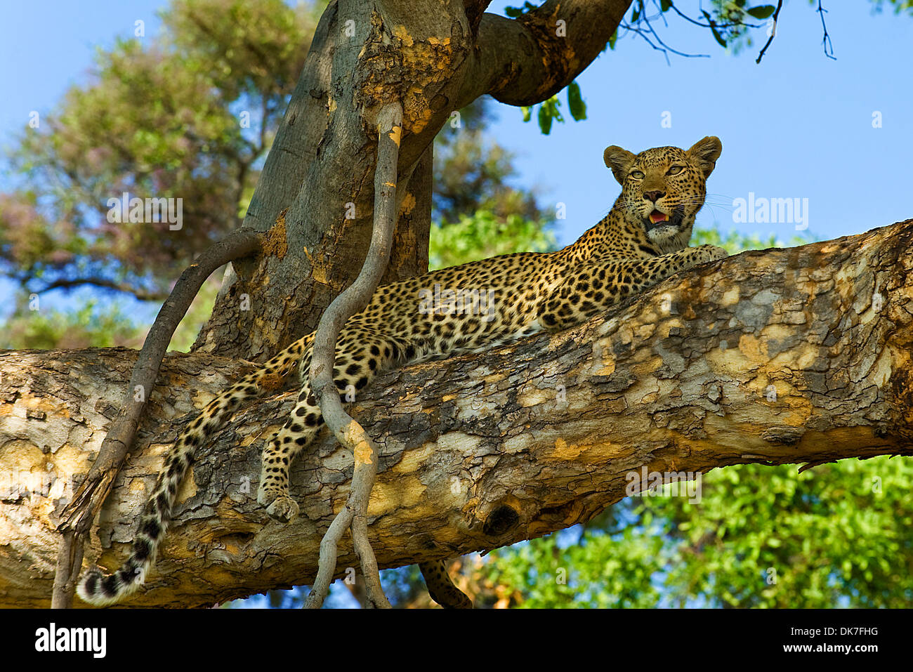 Leopard sitting in a tree in Southern Africa Stock Photo - Alamy