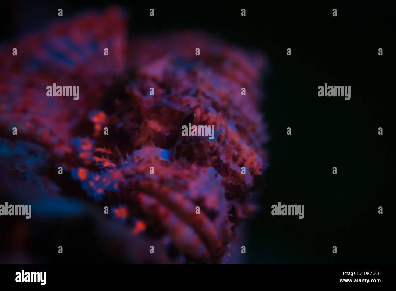 Scorpionfish during fluoro dive Stock Photo - Alamy