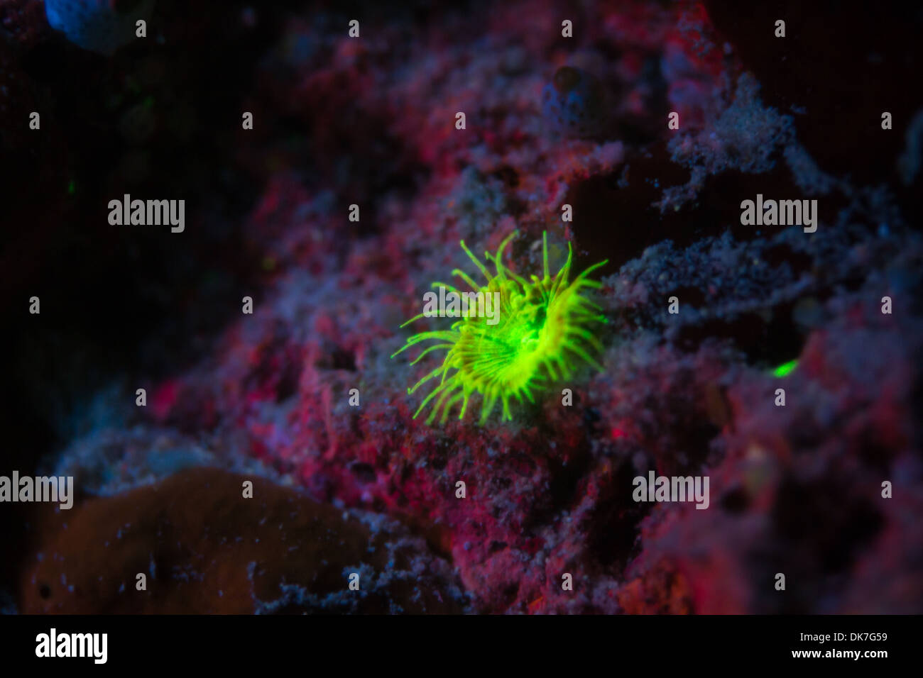 Fluorescence corals hi-res stock photography and images - Alamy