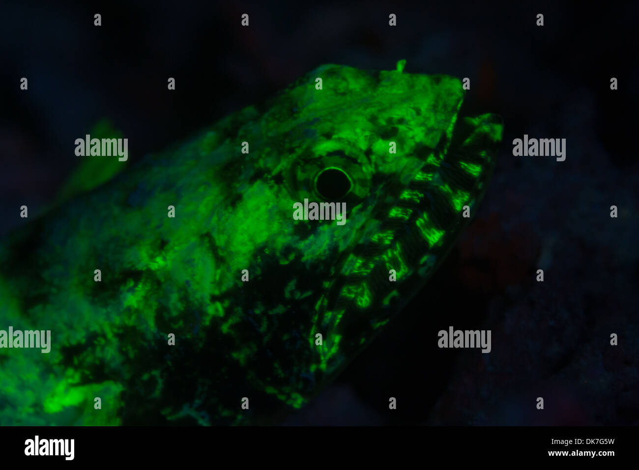 Lizzardfish hi-res stock photography and images - Alamy