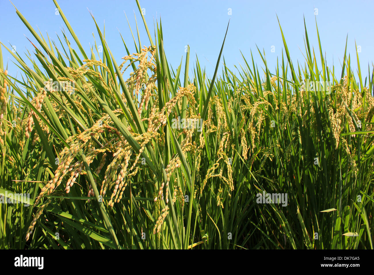 Rice granary hi-res stock photography and images - Alamy
