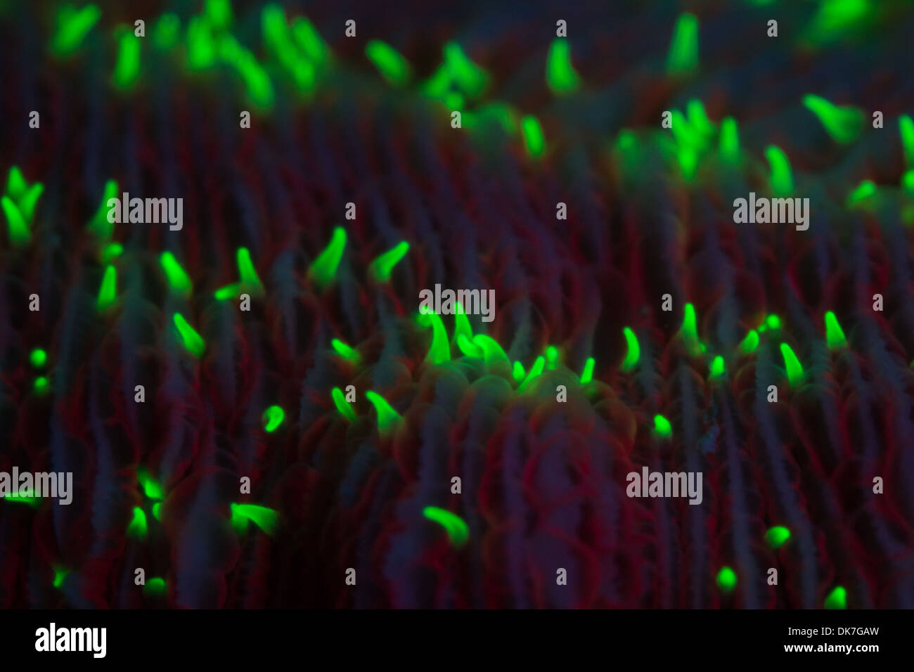 Fluorescence corals hi-res stock photography and images - Alamy
