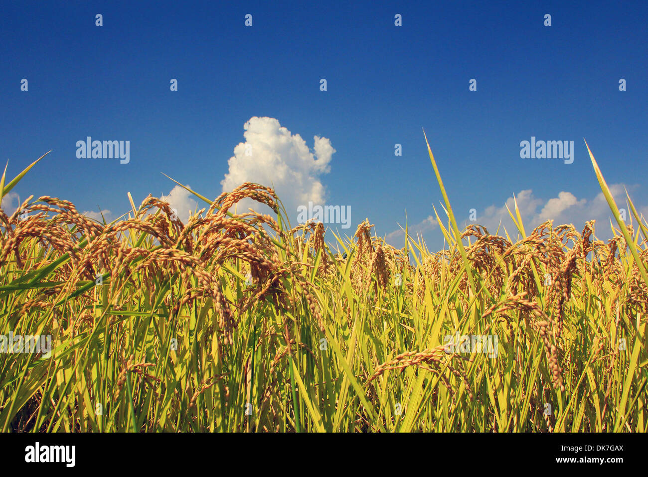 Rice granary hi-res stock photography and images - Alamy