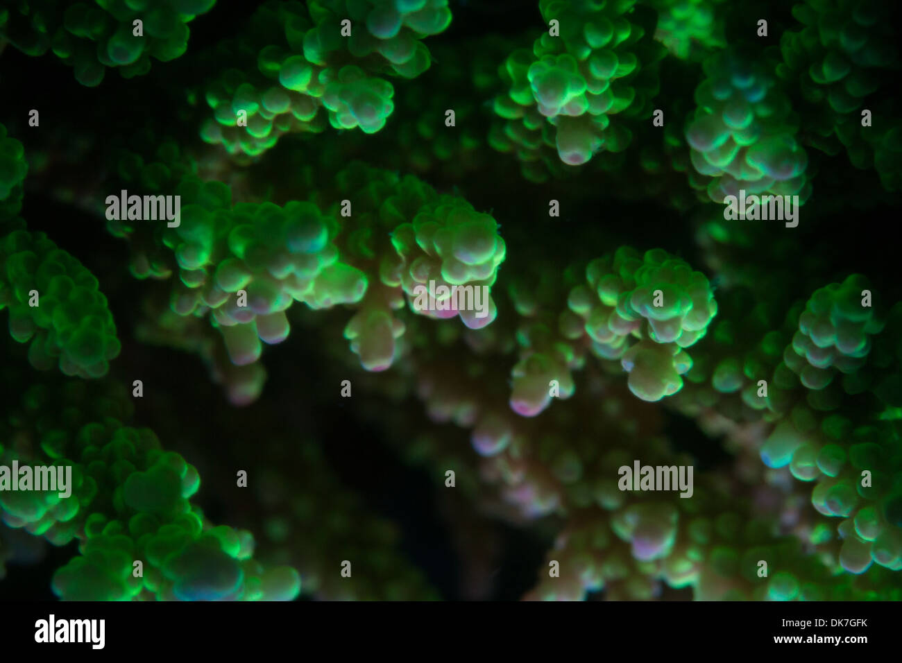 Fluoro hi-res stock photography and images - Alamy