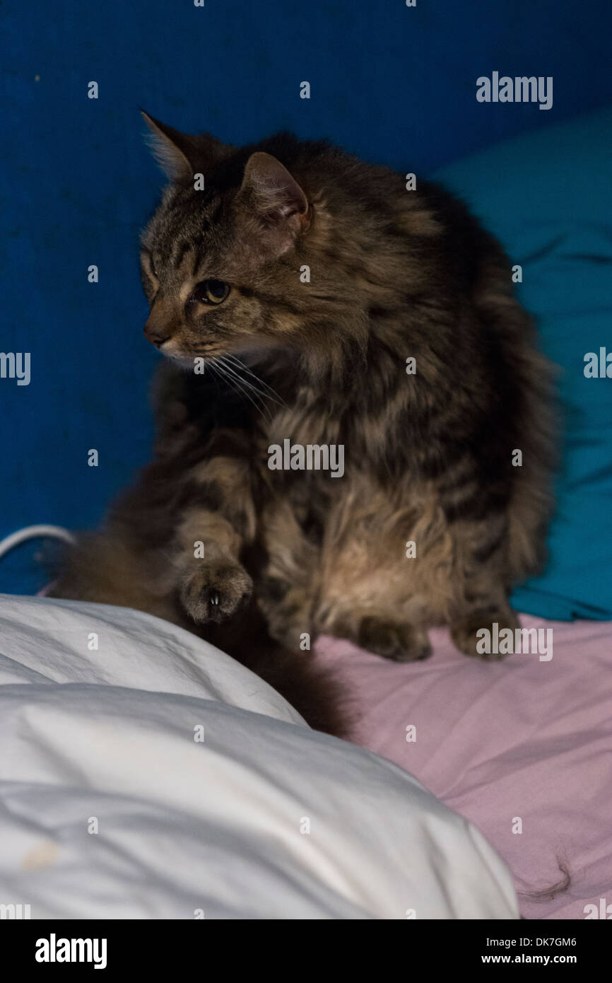 blue dirty wall cat cleaning grooming sitting Stock Photo - Alamy