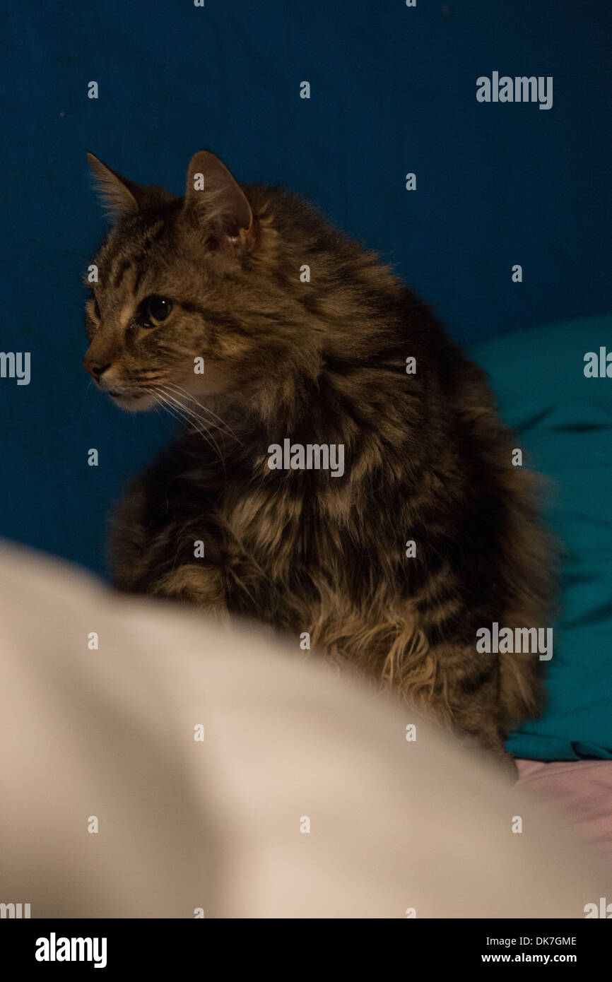 blue dirty wall cat cleaning grooming sitting Stock Photo - Alamy