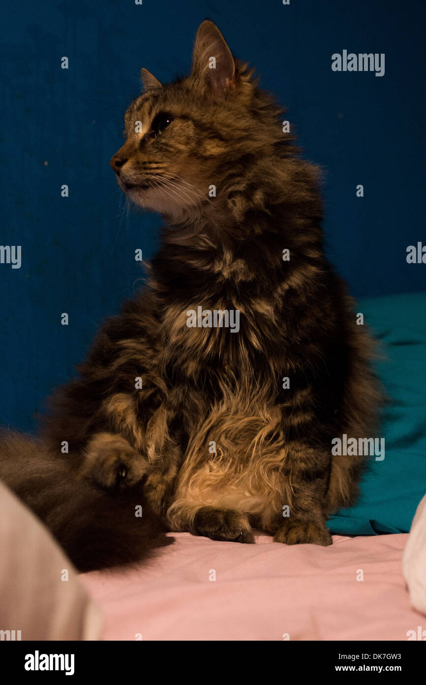 blue dirty wall cat cleaning grooming sitting Stock Photo - Alamy