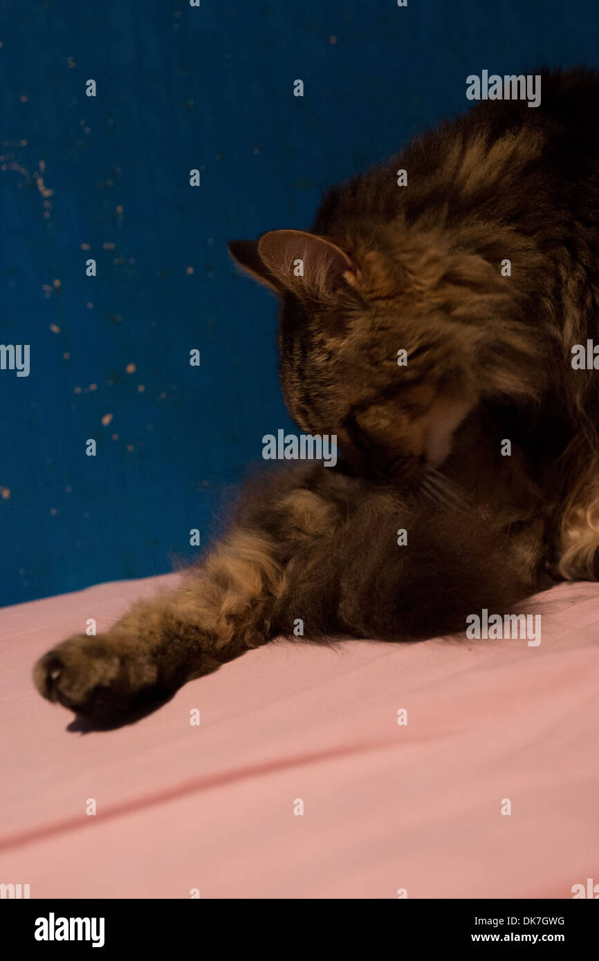 blue dirty wall cat cleaning grooming sitting Stock Photo - Alamy