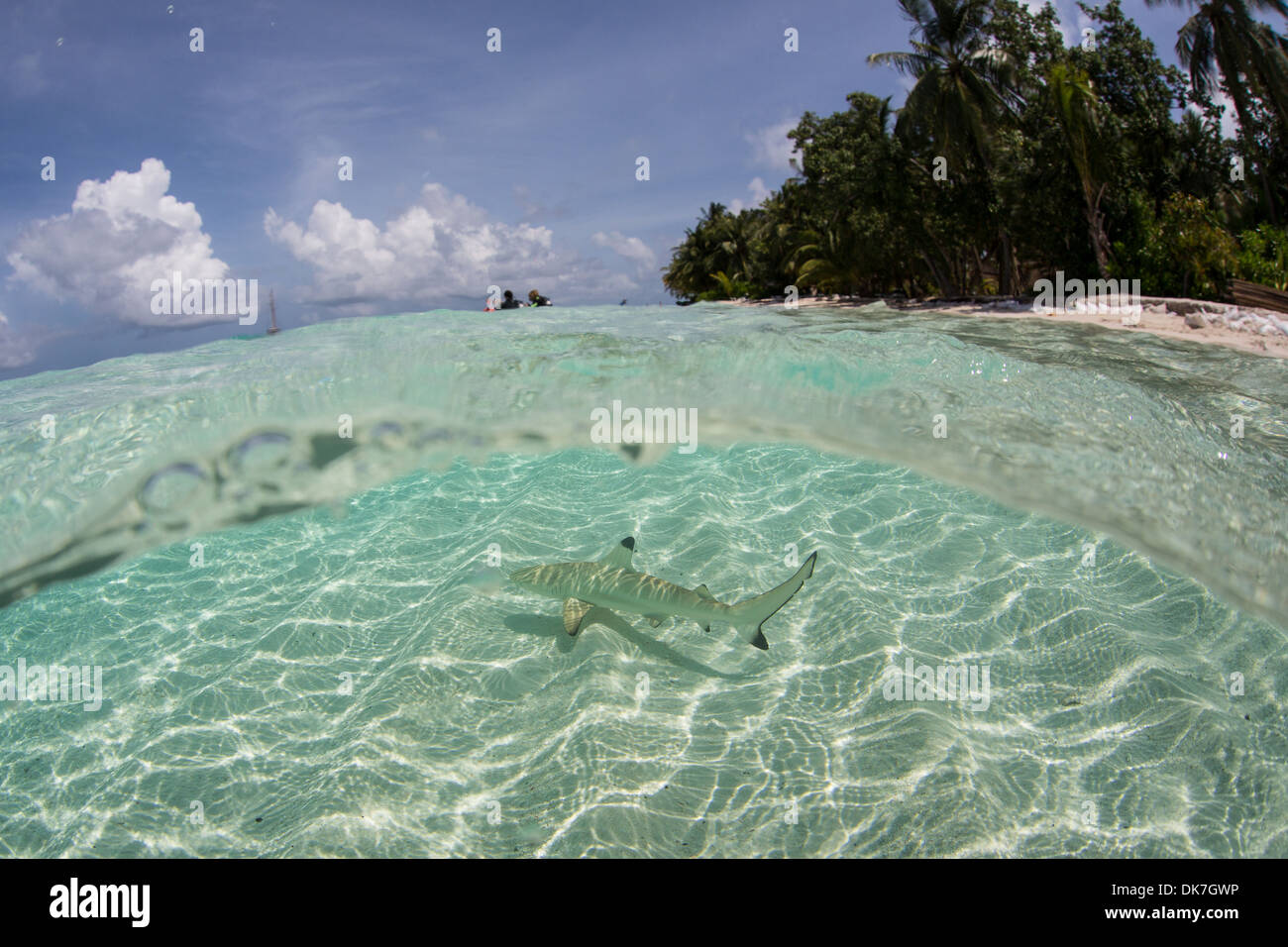 Sharks in shallow water Stock Photo - Alamy