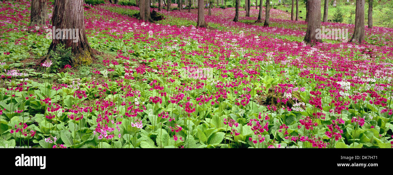 Japanese primrose field Stock Photo - Alamy